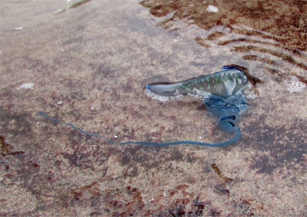 Avistan medusas fragata portuguesa en Tres Playitas a pesar de ...